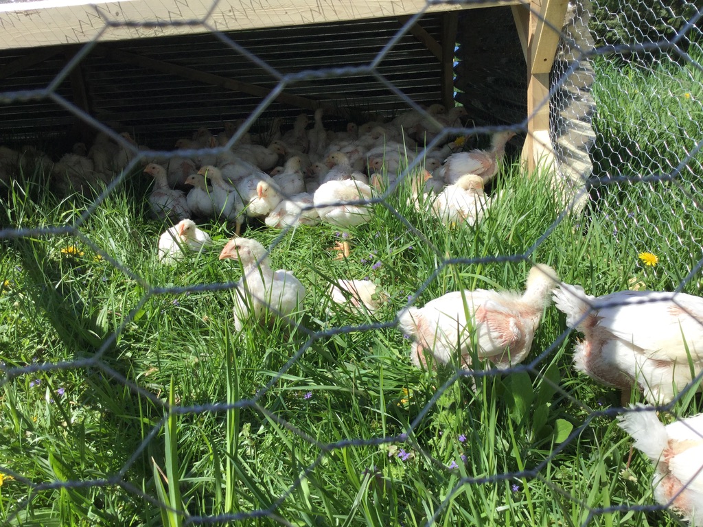 Our Animals – TurkeyFoot Farm